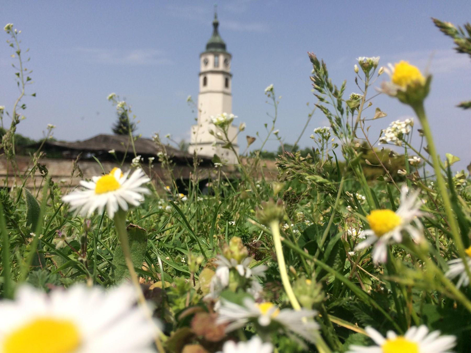 Danas su Cveti – Okvir