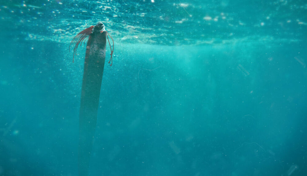 Div među ribama: Kako izgleda retka riba pronađena u Jadranskom moru ...